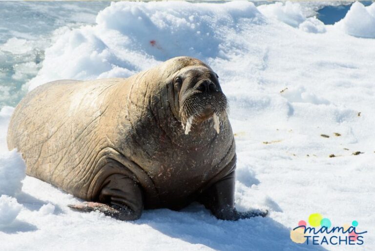 Fun Facts About the Walrus - Mama Teaches