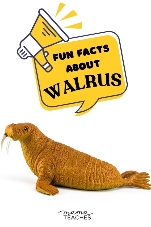 Fun Facts About the Walrus - Mama Teaches