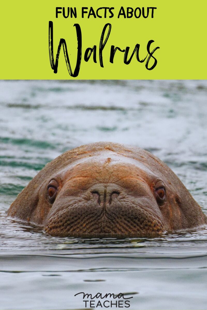 Fun Facts About the Walrus - Mama Teaches