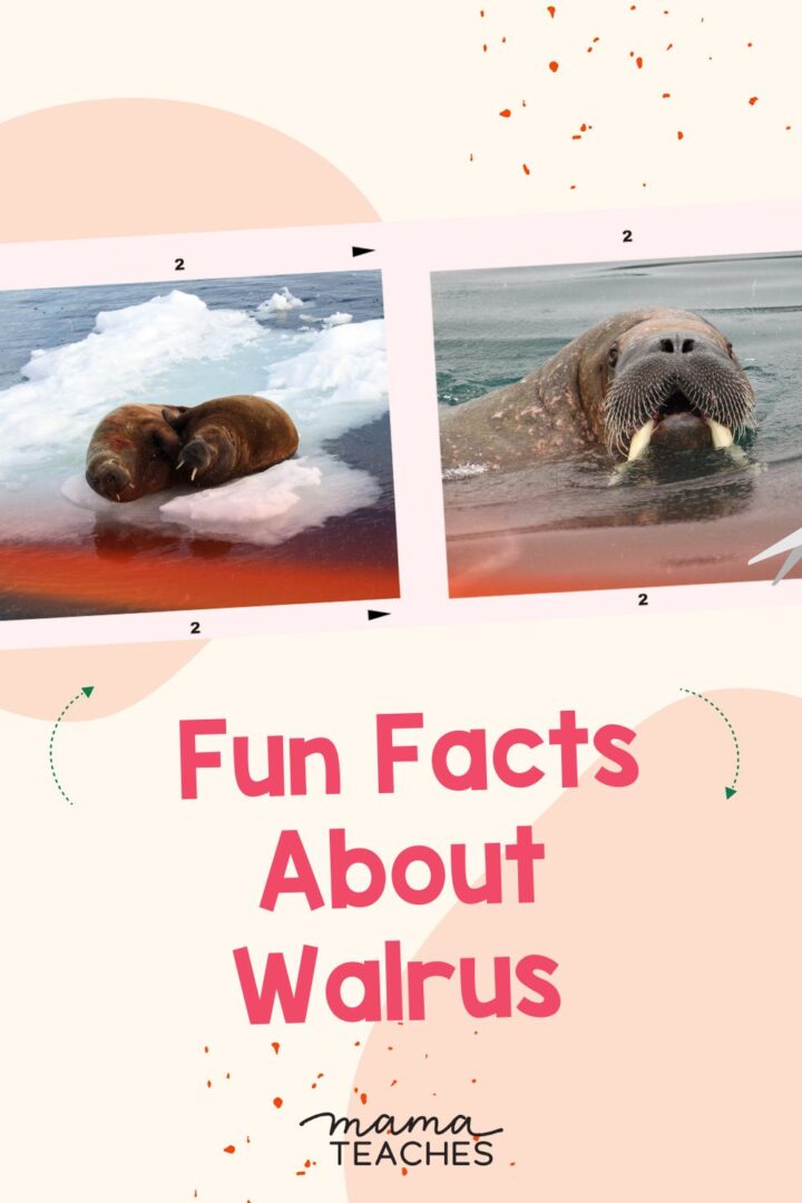 Fun Facts About the Walrus - Mama Teaches