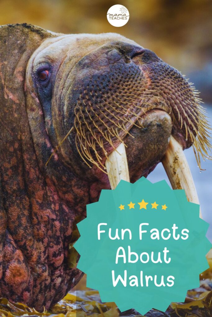 Fun Facts About the Walrus - Mama Teaches