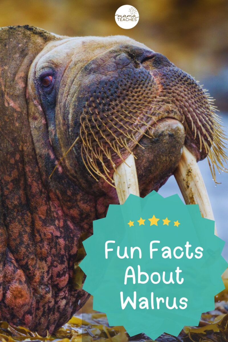 Fun Facts About the Walrus - Mama Teaches