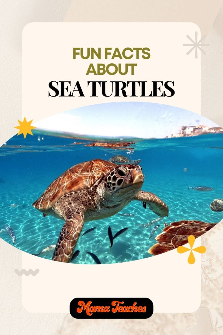 Fun Facts About Sea Turtles - Mama Teaches