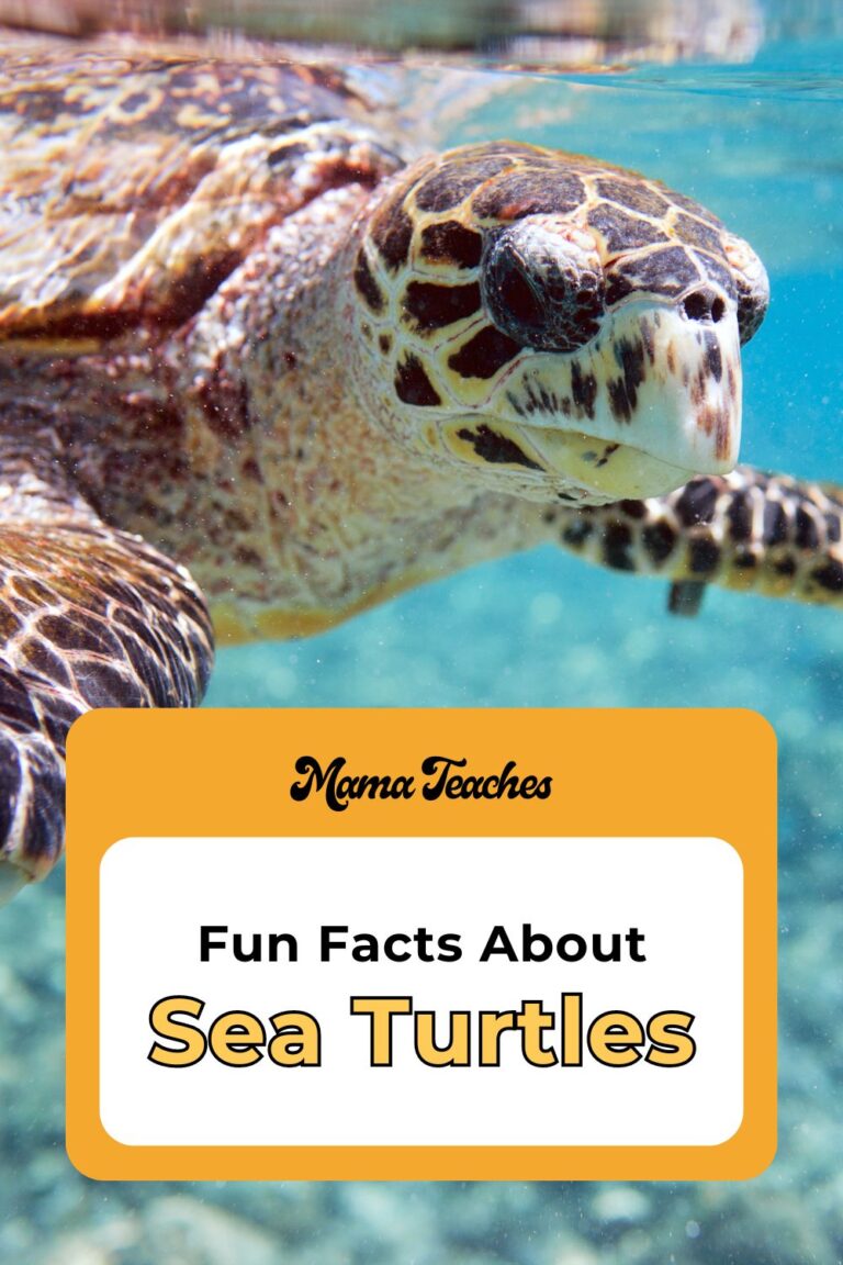 Fun Facts About Sea Turtles - Mama Teaches
