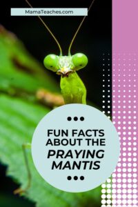 Fun Facts About Praying Mantis - Mama Teaches